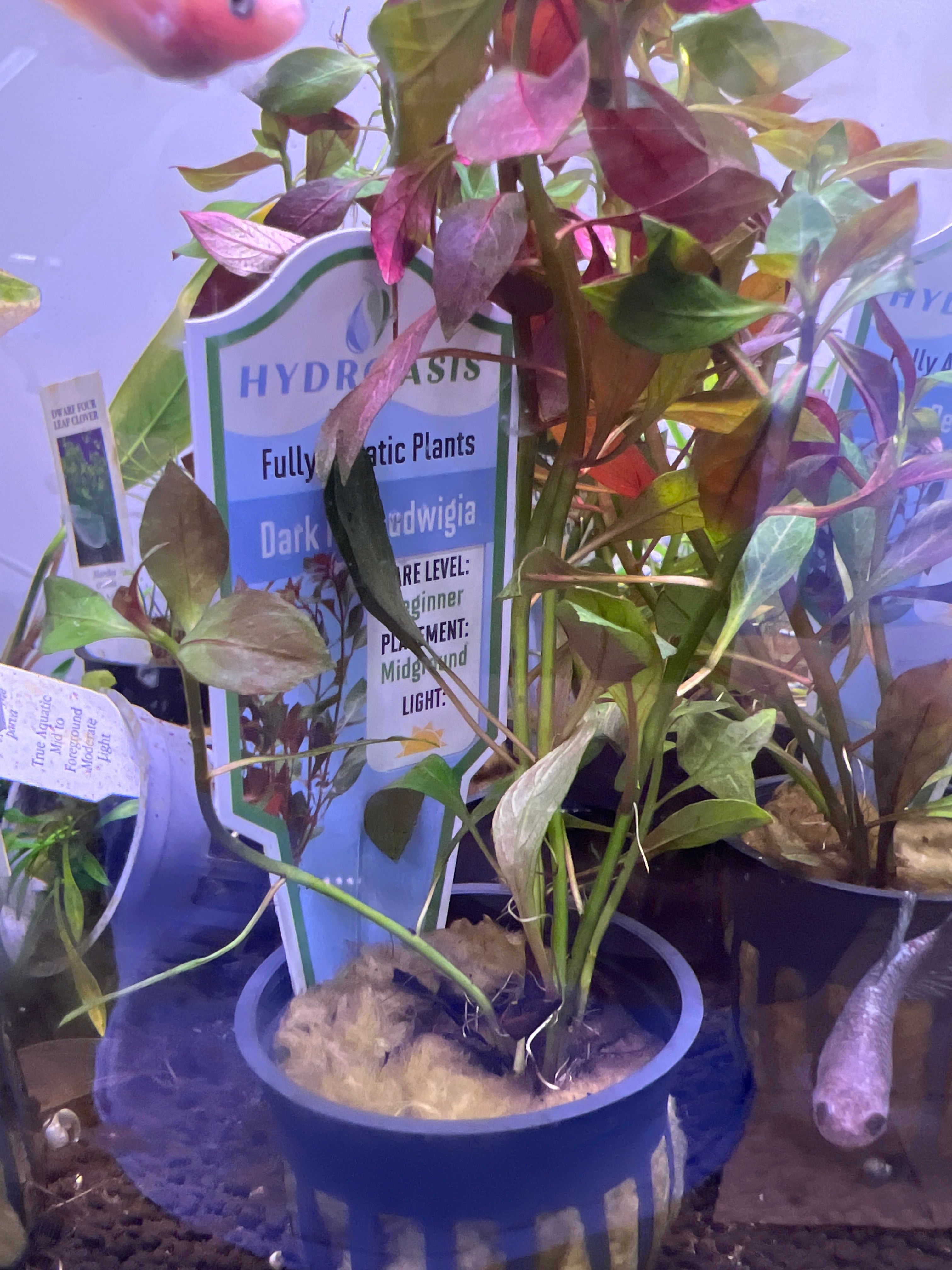 HydrOasis® Assorted Submerged Plant Potted – Fin-Scapes