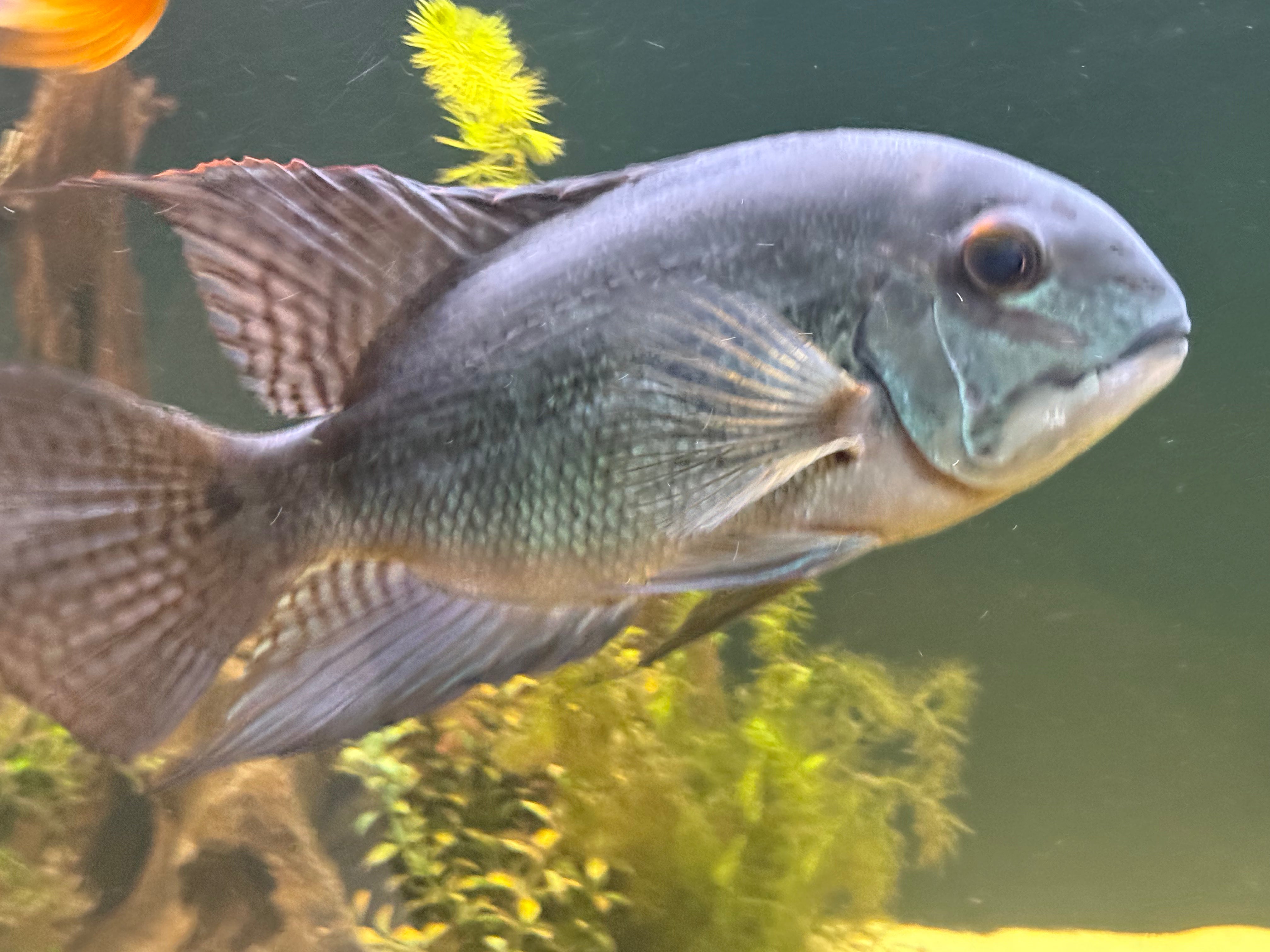 True Parrot – Fin-Scapes