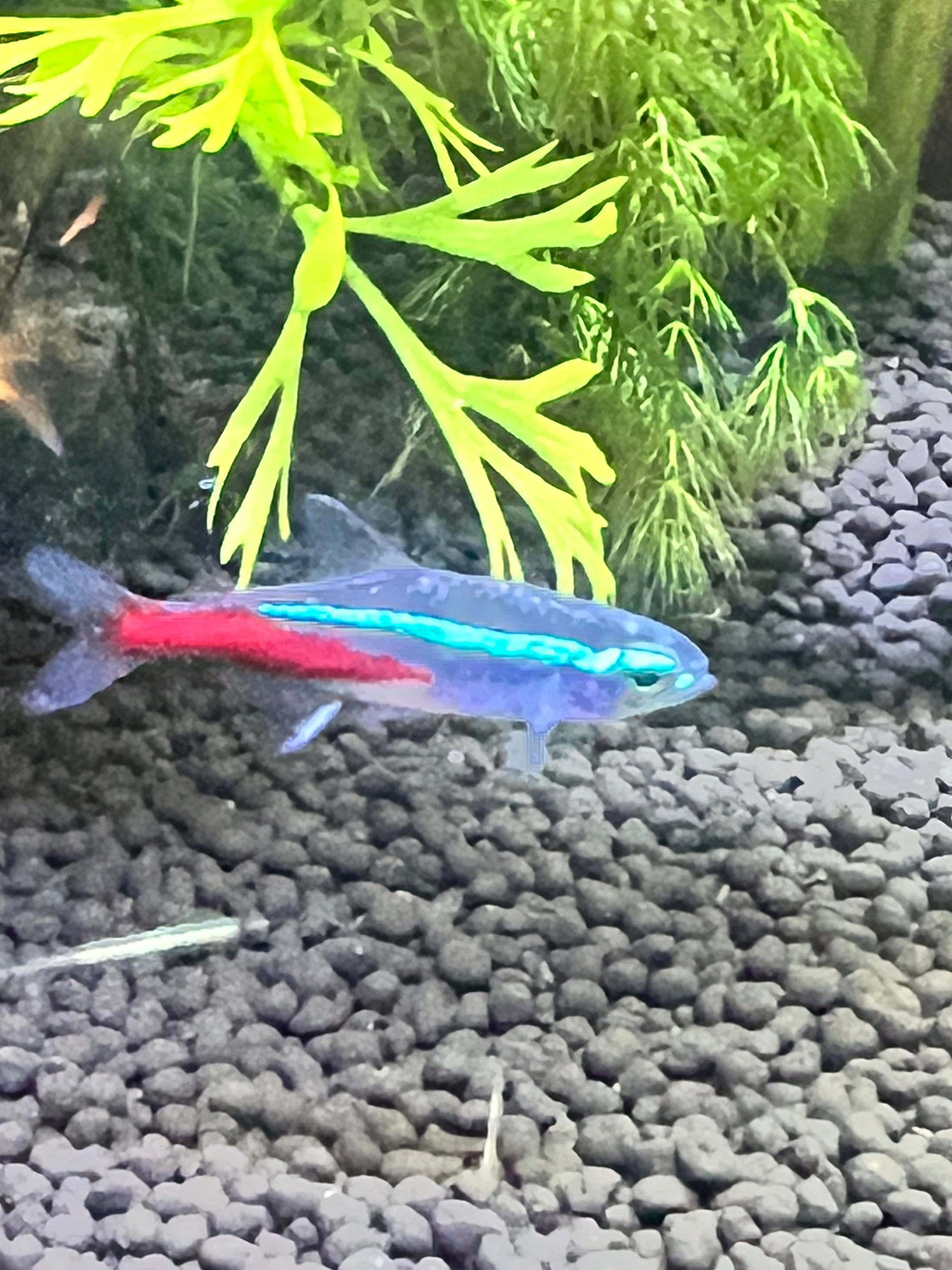 Tetras – Fin-Scapes