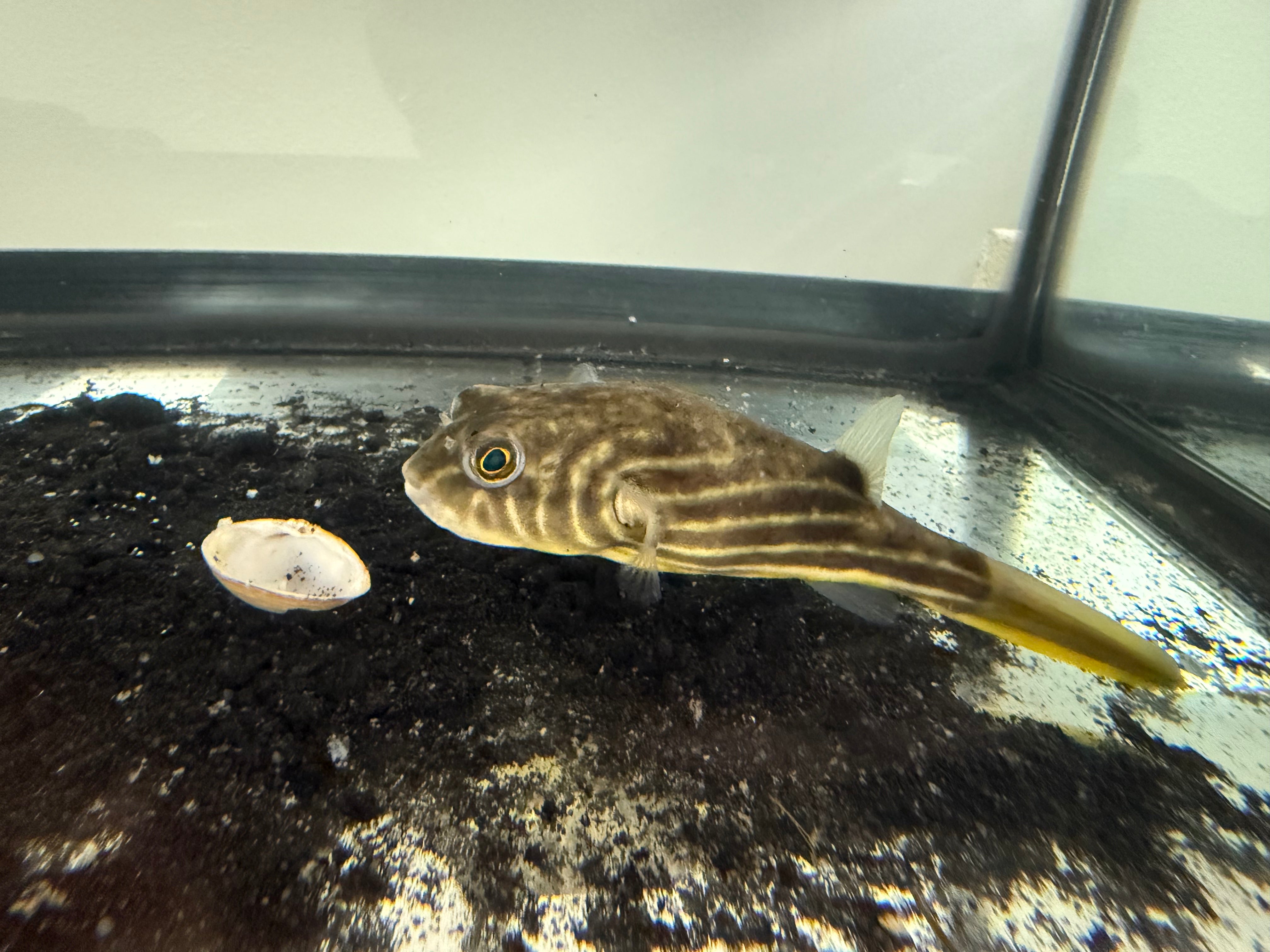 Freshwater Puffer – Fin-Scapes