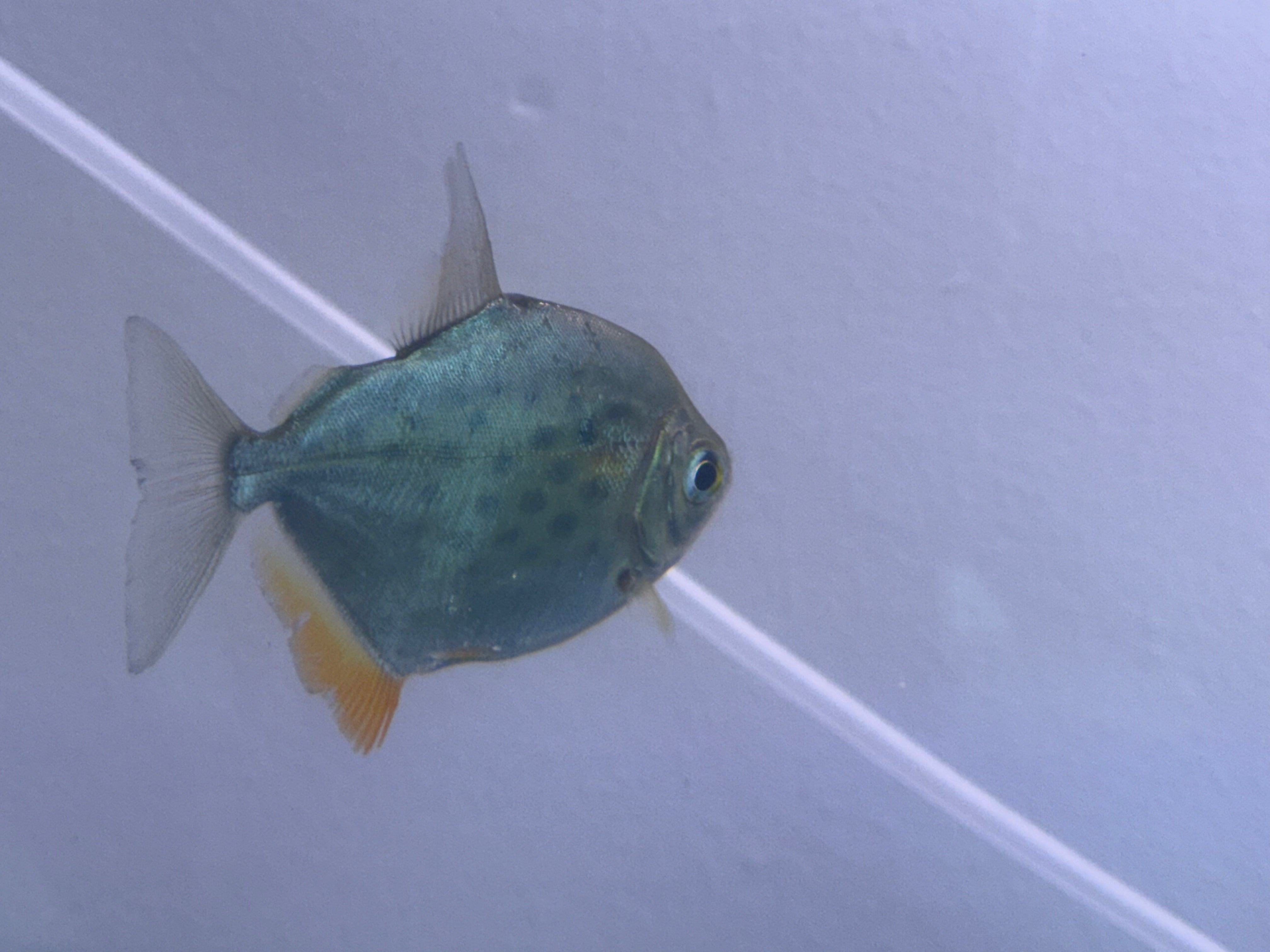 South American fish-non cichlid – Fin-Scapes