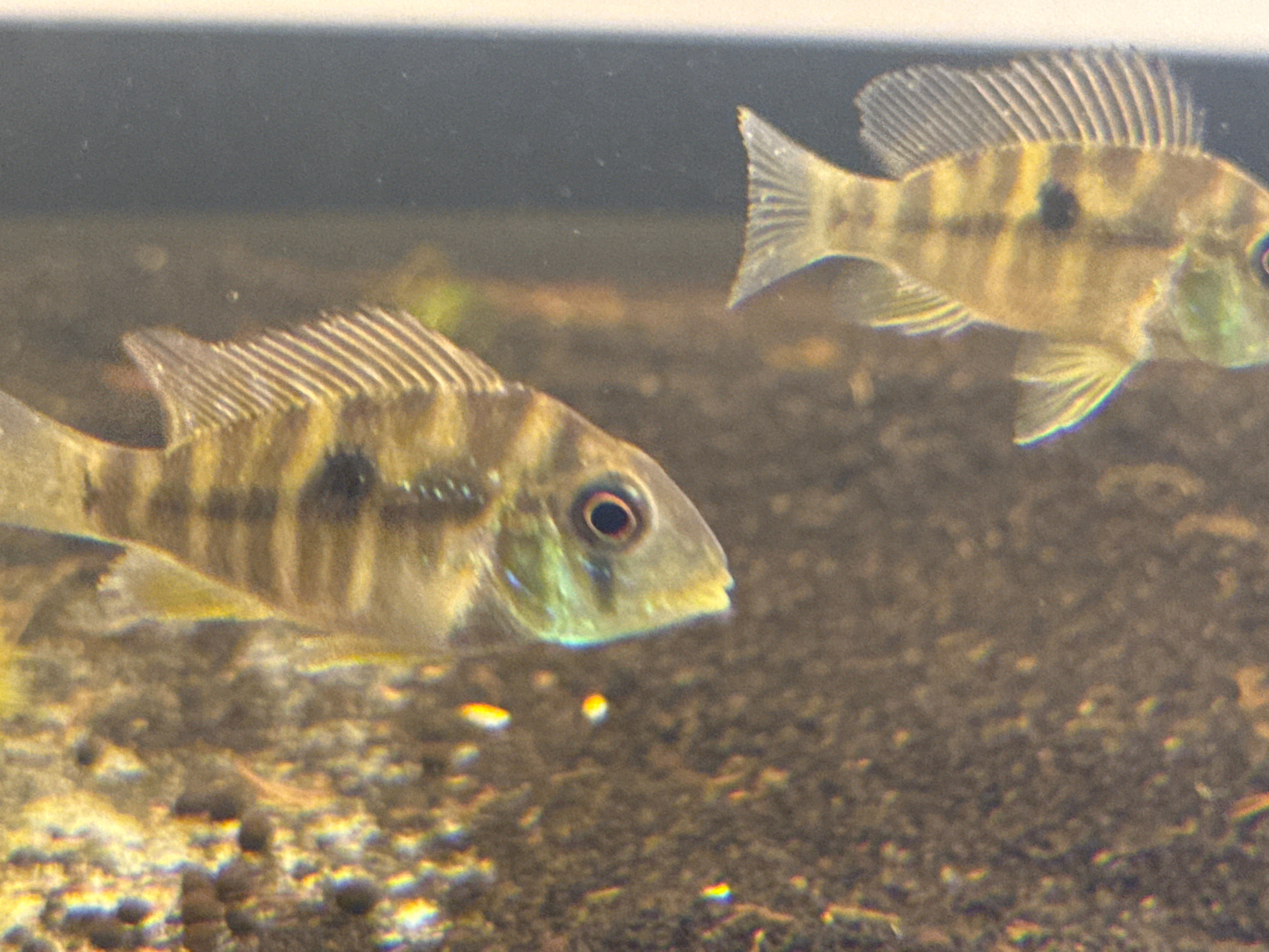 Geophagus Balzanii Cichlid – Fin-Scapes