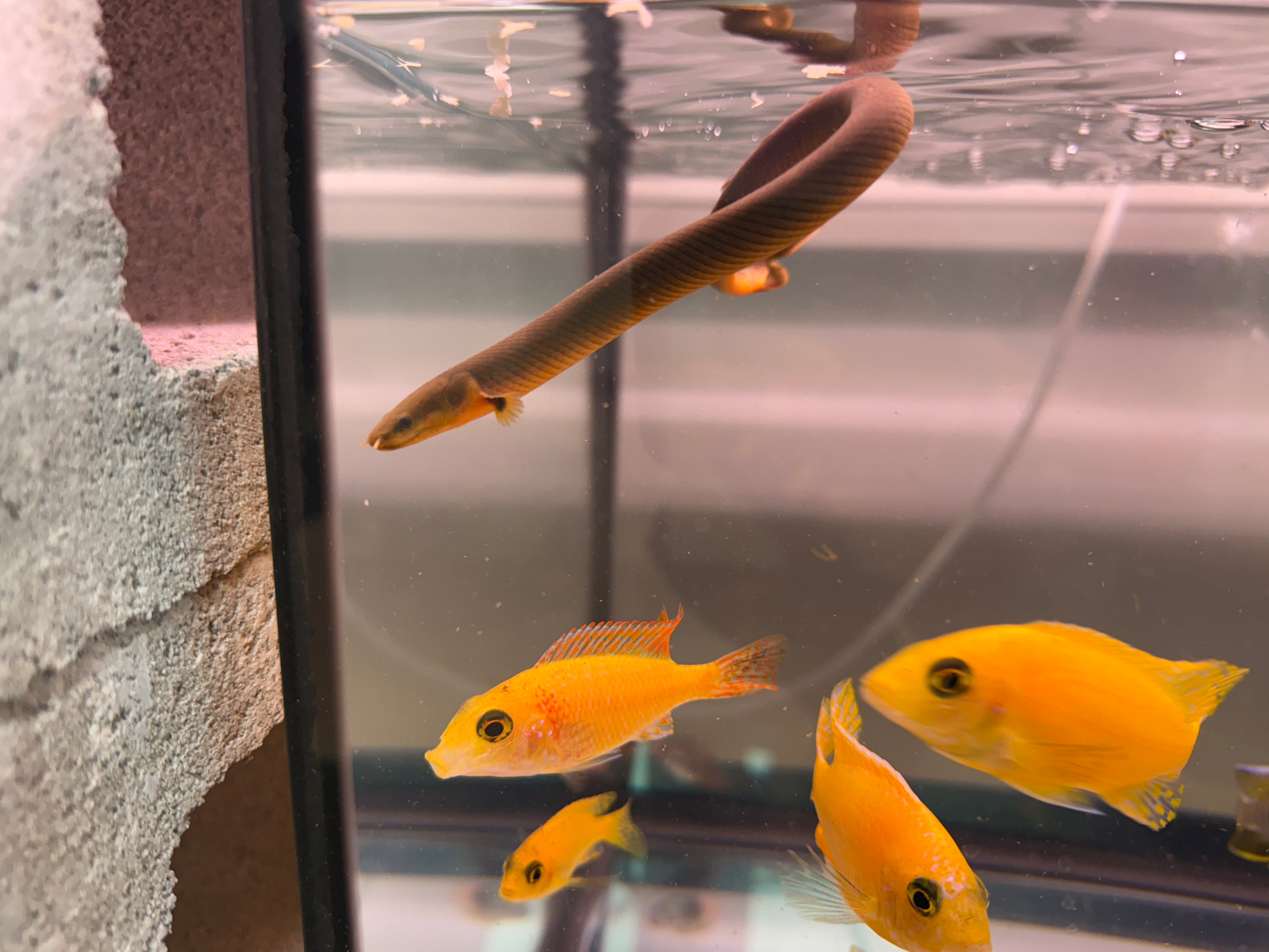 Ropefish – Fin-Scapes