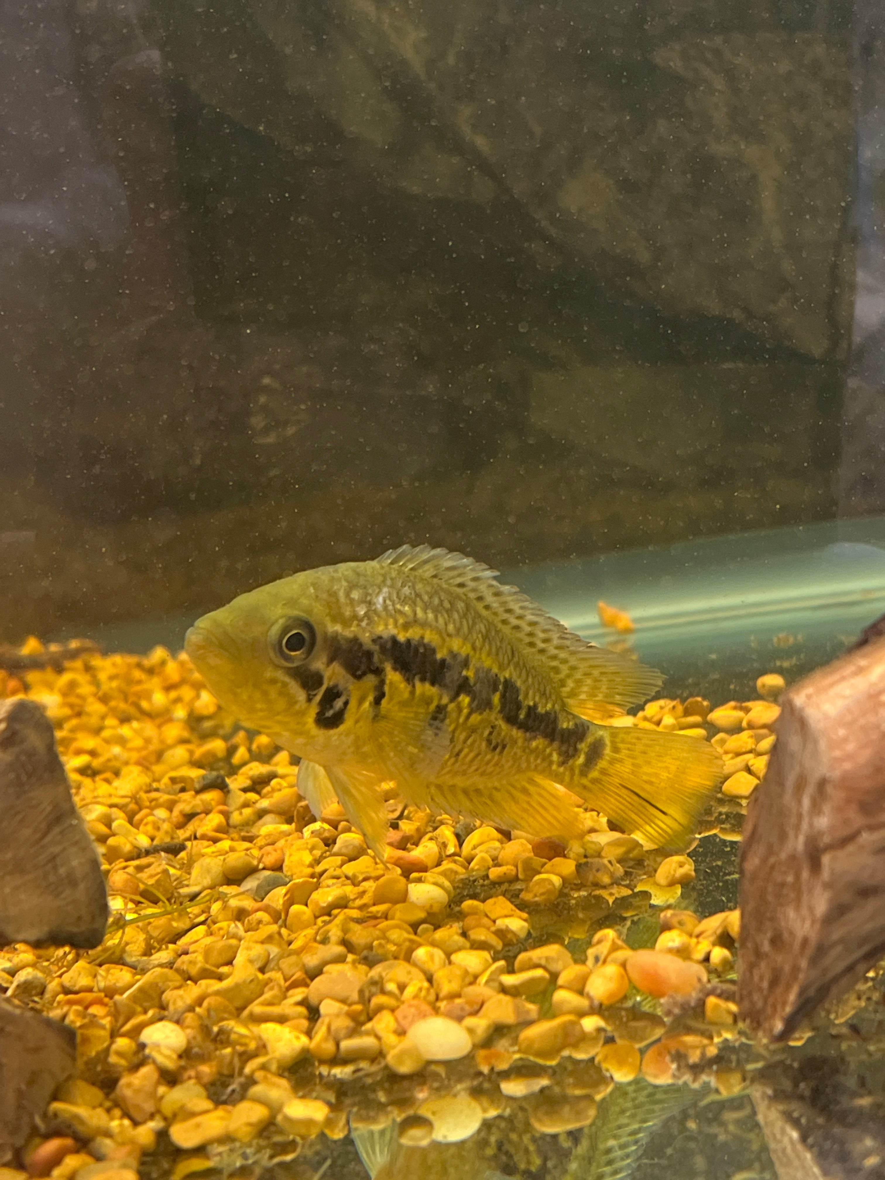 Yellow Jacket Cichlid 4”-5” – Fin-Scapes