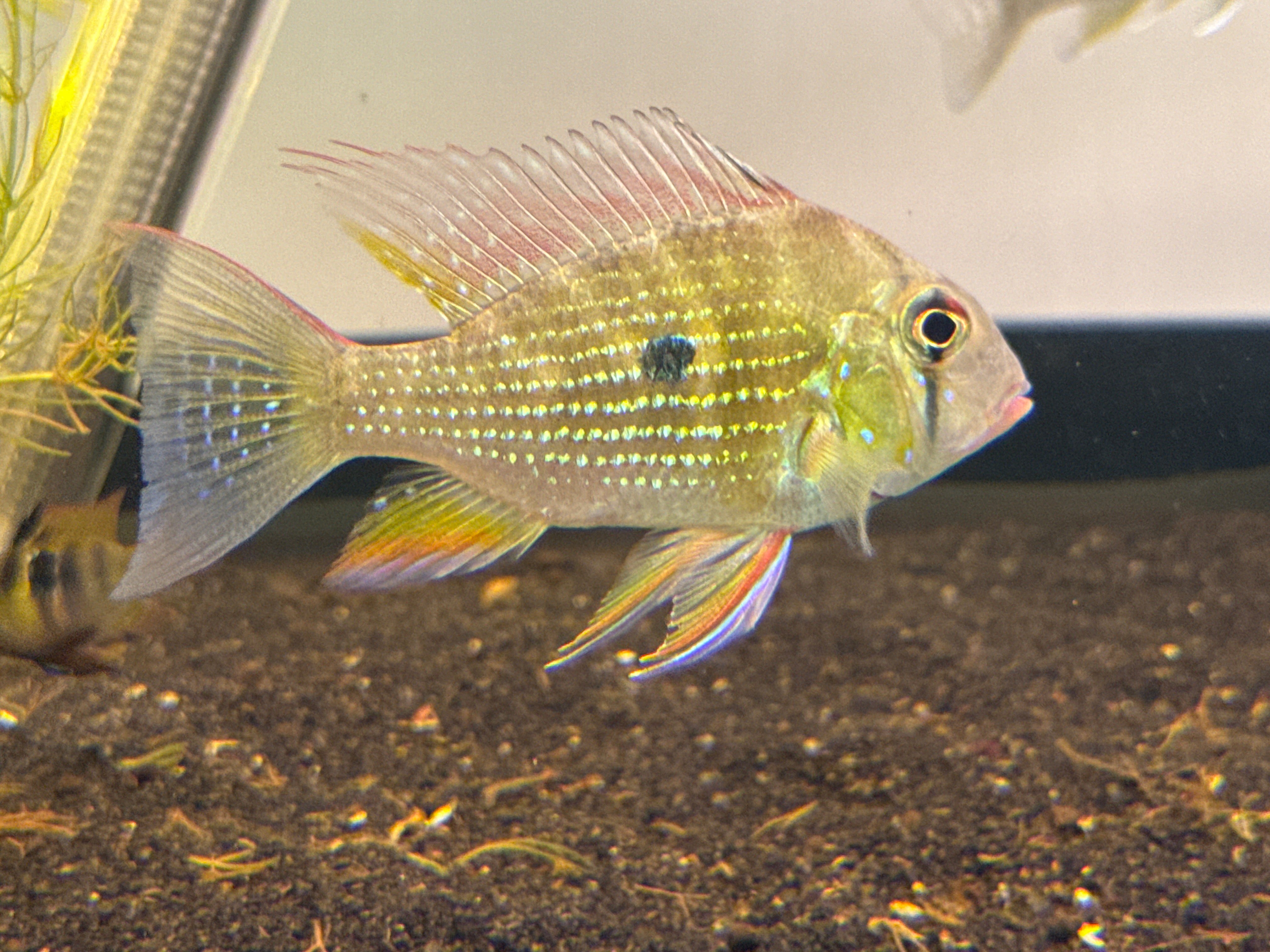 Geo Heckelii Cichlid – Fin-Scapes
