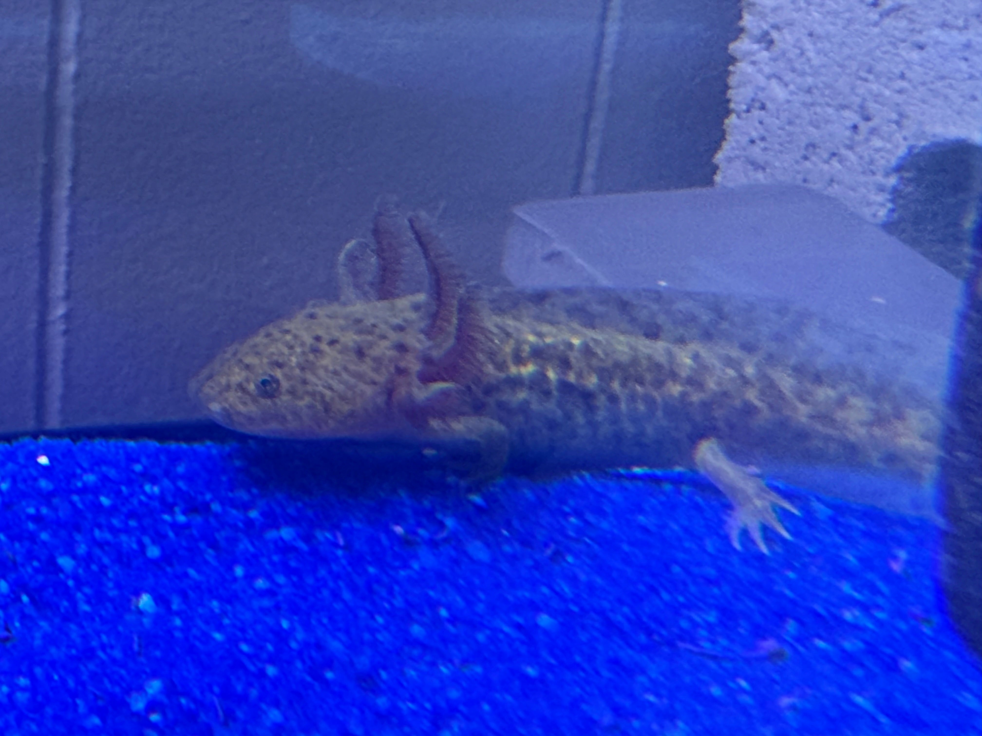 GFP Axolotl – Fin-Scapes