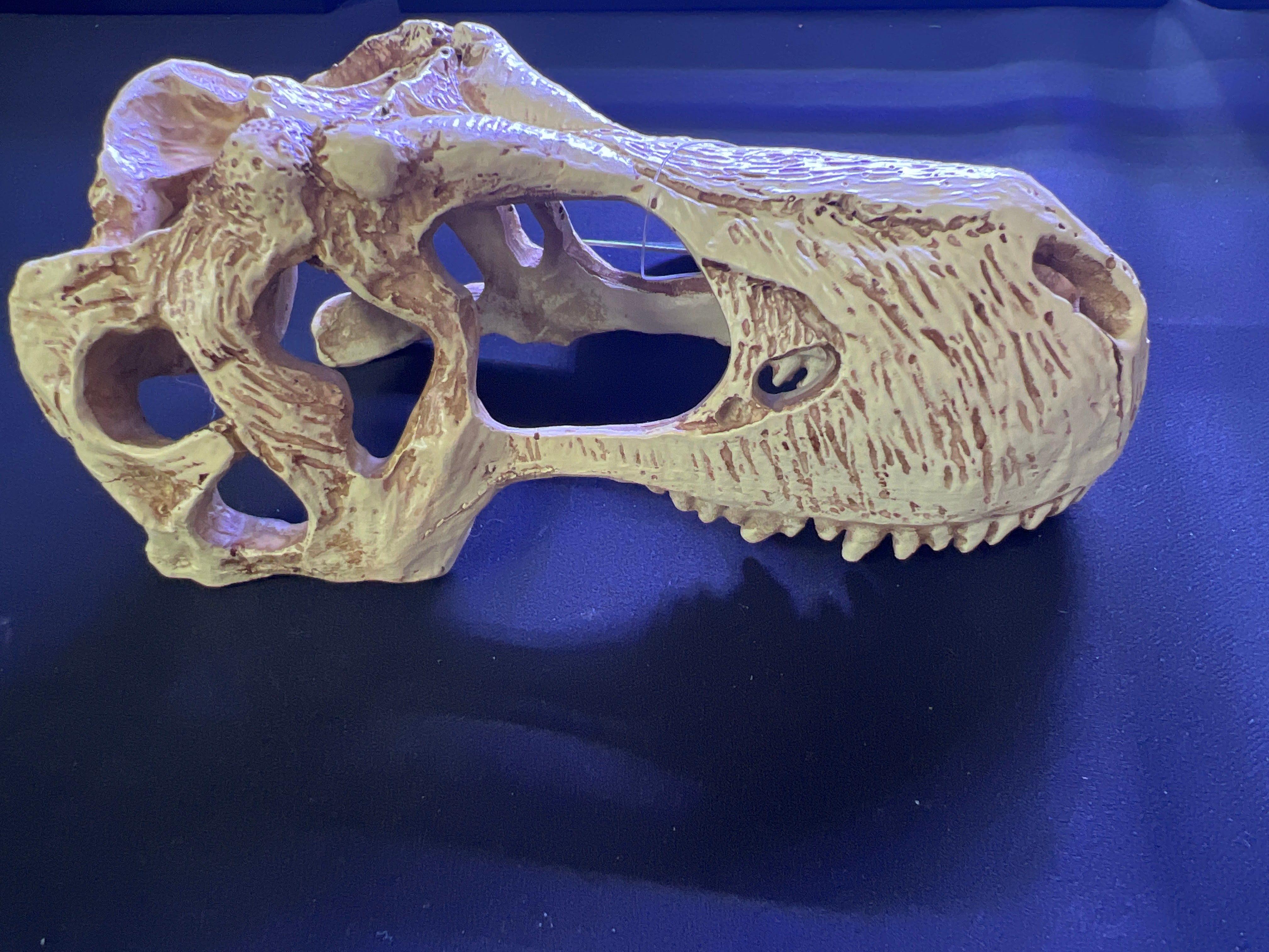 Alligator Skull – Fin-Scapes