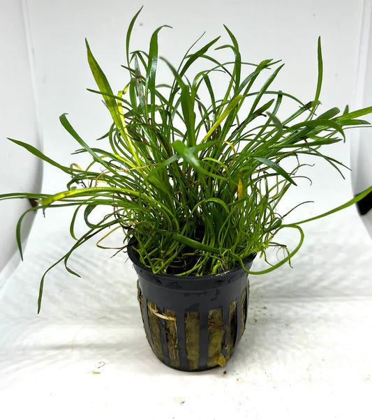 Aquatic Plants – Fin-Scapes